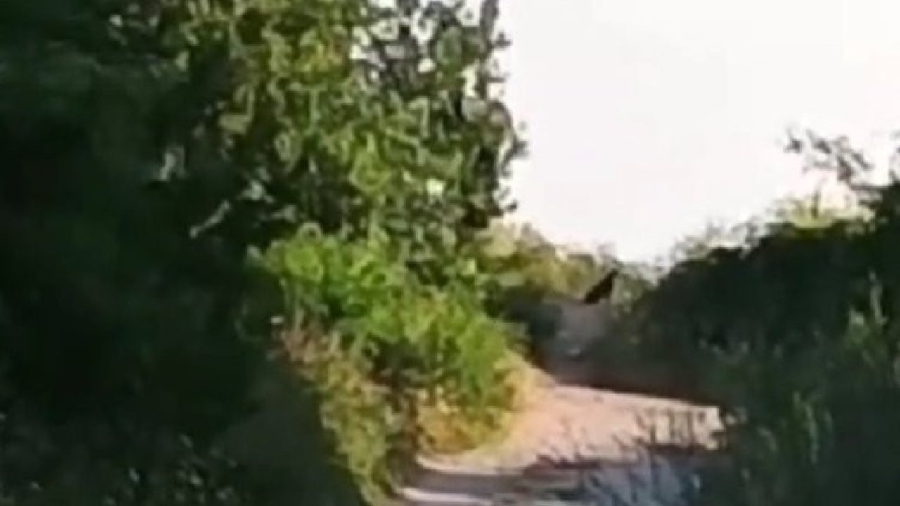 Забелязали шуменския леопард до с. Бели лом? - Новини от Dnes.bg