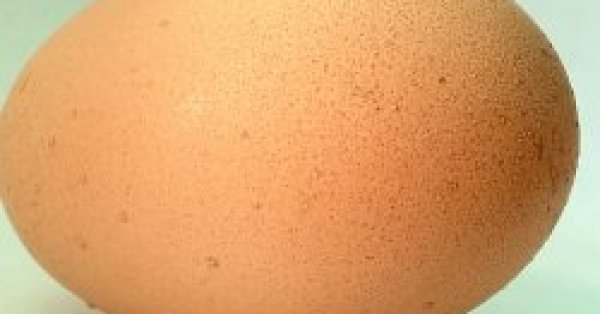 Кмет и журналисти пекат яйца на 40 градусовата жега в Русе Новини от Dnes Bg