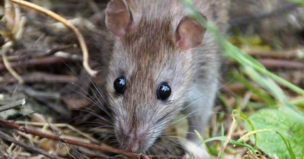 Реакция по японски: Откриха плъх и насекомо в ястия, затвориха 2000 заведения - Новини от Dnes.bg