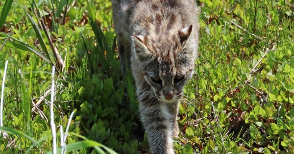 Котка оцеля при падане от 115 метра в САЩ - Новини от Dnes.bg