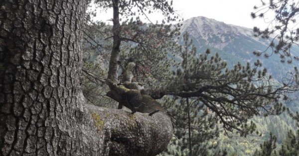 Над 2000 са вековните дървета, регистрирани в България - Новини от Dnes.bg