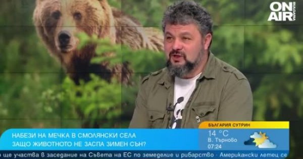 Гладна мечка тормози смолянски села, изяде няколко телета - Новини от ...