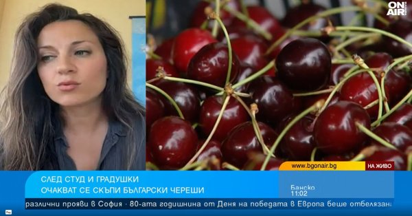 Това лято няма да ядем български череши, кайсии, сливи - Новини от Dnes.bg